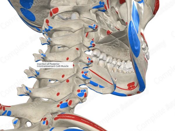 Insertion of Posterior Intertransversarii Colli Muscle | Complete Anatomy