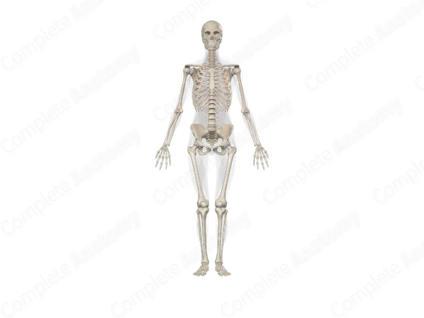 Skeletal System | Complete Anatomy