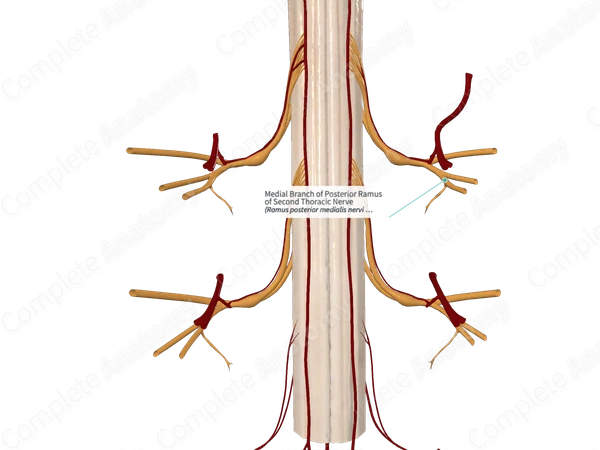 Medial Branch of Posterior Ramus of Second Thoracic Nerve | Complete ...