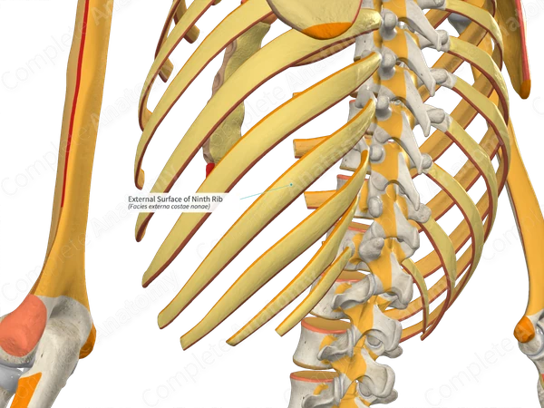 External Surface of Ninth Rib | Complete Anatomy