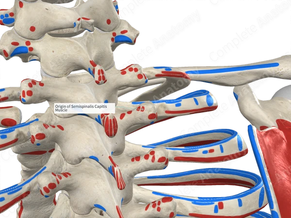 Origin of Semispinalis Capitis Muscle | Complete Anatomy
