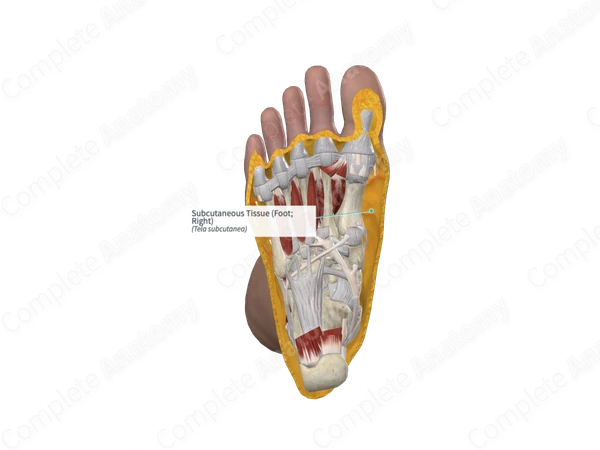 Subcutaneous Tissue (Foot; Right) | Complete Anatomy