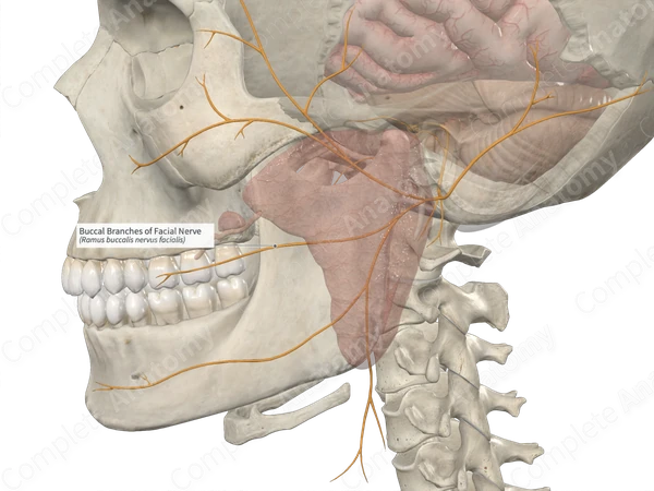 Buccal Branches of Facial Nerve | Complete Anatomy