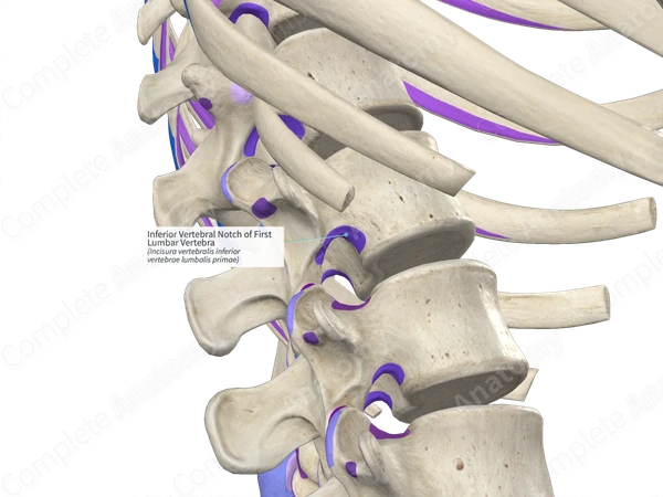 Inferior Vertebral Notch of First Lumbar Vertebra (Right) | Complete ...