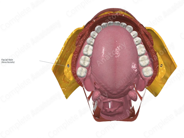 Facial Vein | Complete Anatomy