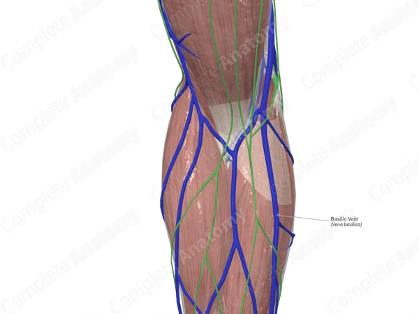 Basilic Vein Anatomy Location Clinical Points Learn From Doctor