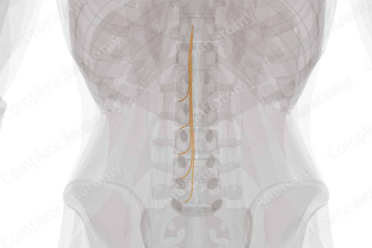 Anterior Roots Of Lumbar Nerves Left Complete Anatomy