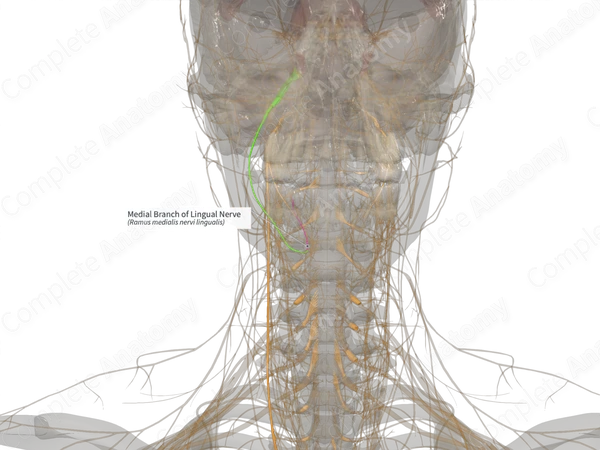 Medial Branch of Lingual Nerve (Left) | Complete Anatomy
