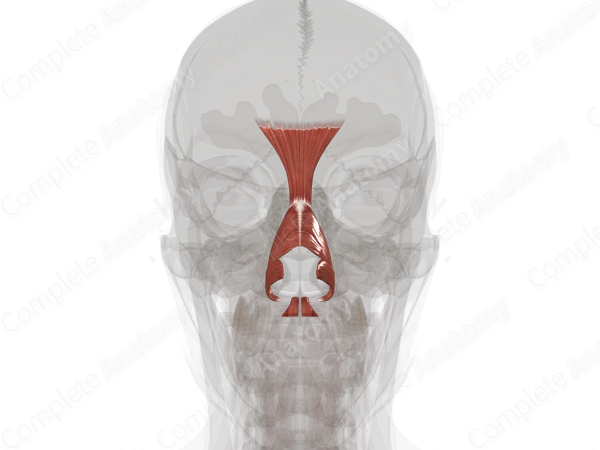 Nasal Muscles | Complete Anatomy