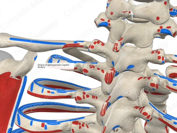 Origin of Semispinalis Capitis Muscle | Complete Anatomy