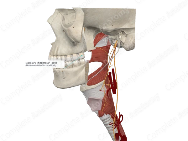 Maxillary Third Molar Anatomy The Permanent Maxillary And Mandibular