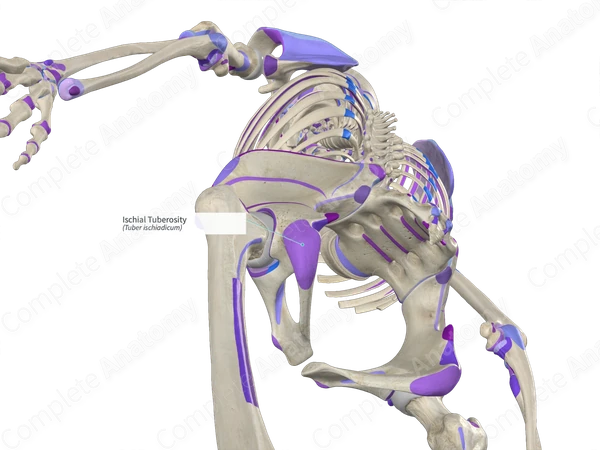 Ischial Tuberosity | Complete Anatomy