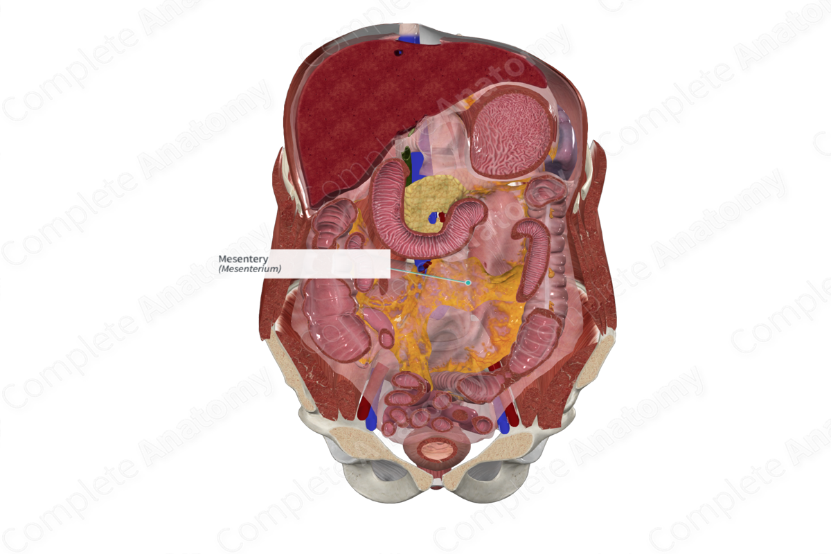 Mesentery | Complete Anatomy