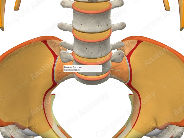 Base of Sacrum | Complete Anatomy