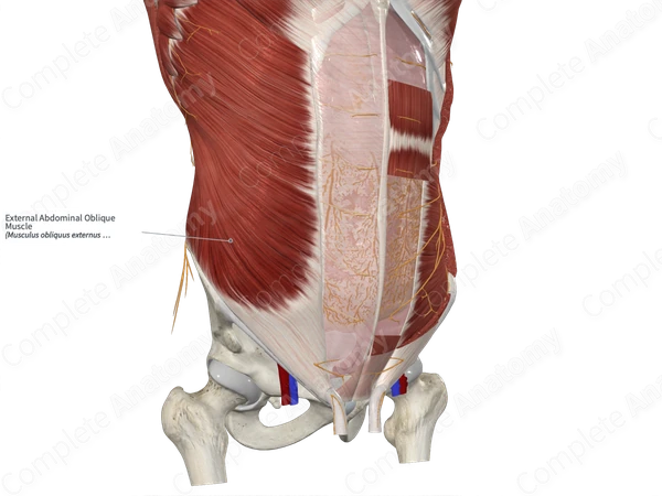 External Abdominal Oblique Muscle | Complete Anatomy