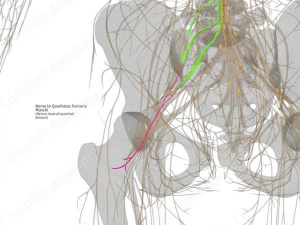 Nerve To Quadratus Femoris U.Br.Columbia Drawing The Gluteal Region