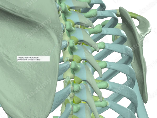 Tubercle of Fourth Rib | Complete Anatomy