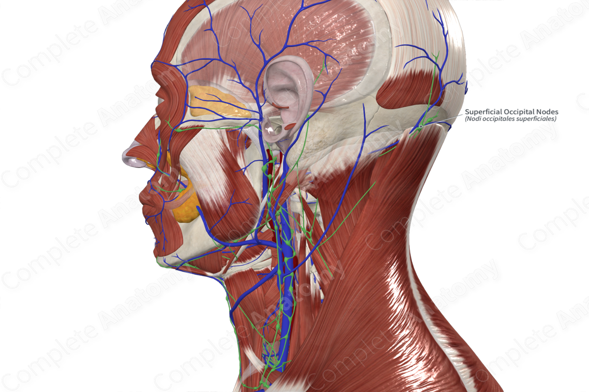 Superficial Occipital Nodes Complete Anatomy