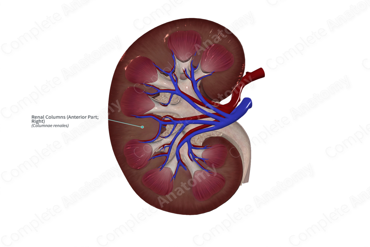 Renal Columns (Anterior Part; Right) | Complete Anatomy