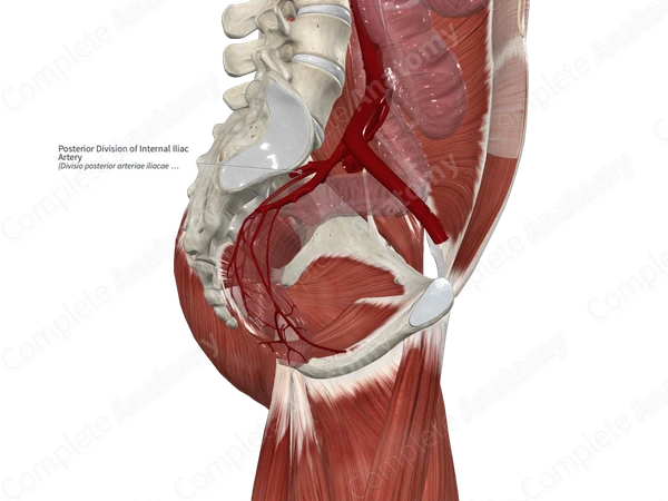 Posterior Division of Internal Iliac Artery | Complete Anatomy