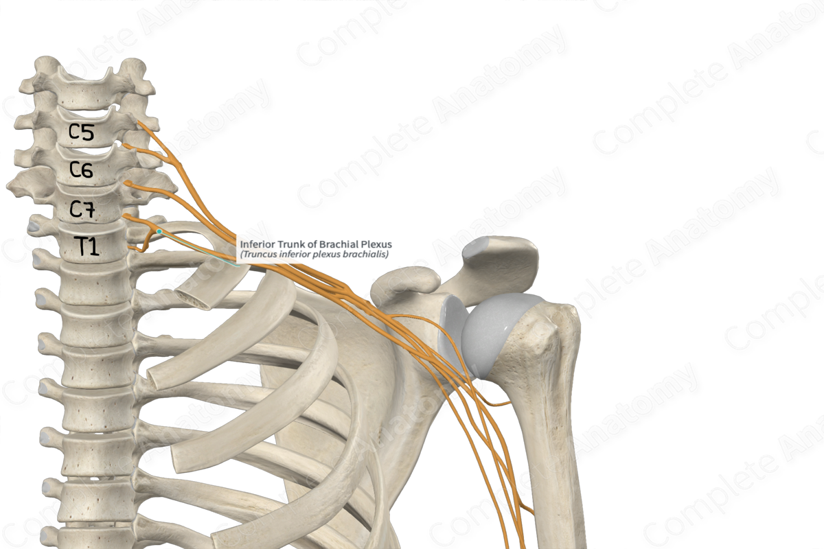 Inferior Trunk Of Brachial Plexus Complete Anatomy