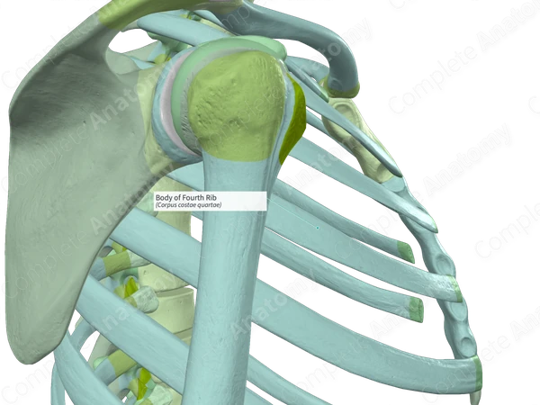 Body of Fourth Rib | Complete Anatomy