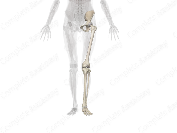 Bones of Lower Limb (Left) | Complete Anatomy