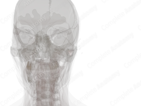 Retrodiscal Tissue of Temporomandibular Joint (Left) | Complete Anatomy
