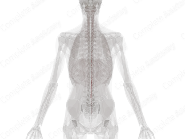 Radicular Arteries (Left) | Complete Anatomy