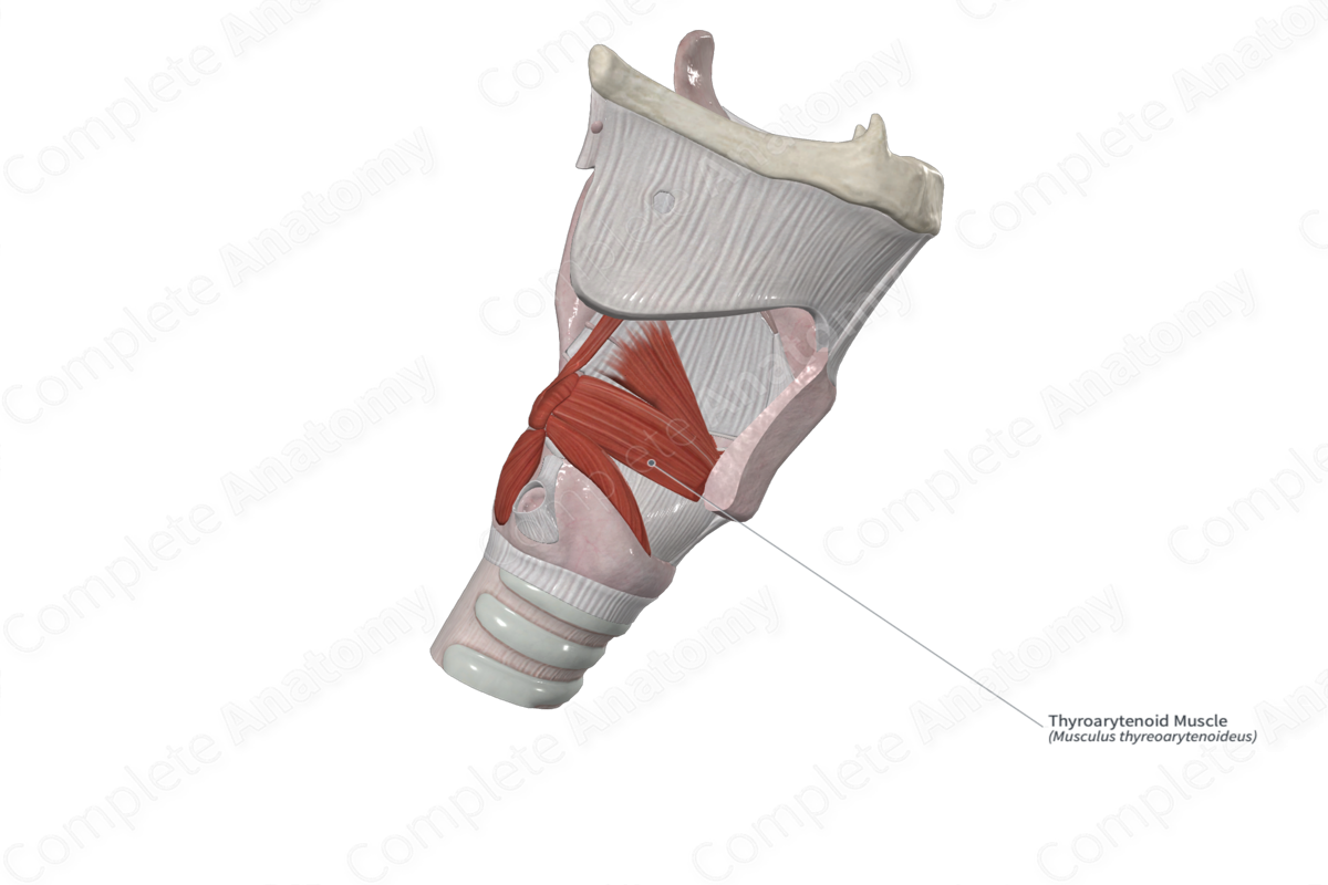 Thyroarytenoid Muscle Complete Anatomy
