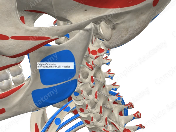Origin of Anterior Intertransversarii Colli Muscles | Complete Anatomy