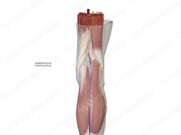 Popliteal Fascia | Complete Anatomy