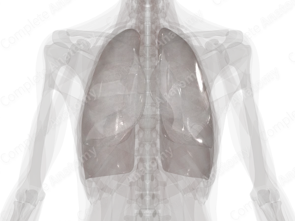 Pleura | Complete Anatomy