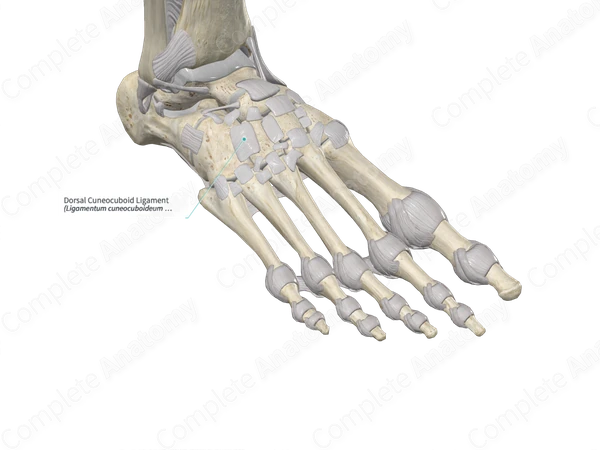 Dorsal Cuneocuboid Ligament | Complete Anatomy