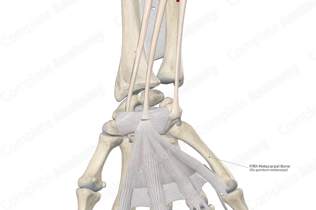 Fifth Metacarpal Bone | Complete Anatomy