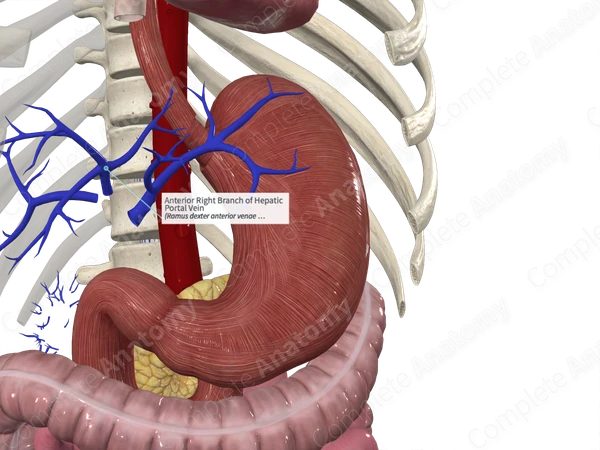 Anterior Right Branch of Hepatic Portal Vein | Complete Anatomy