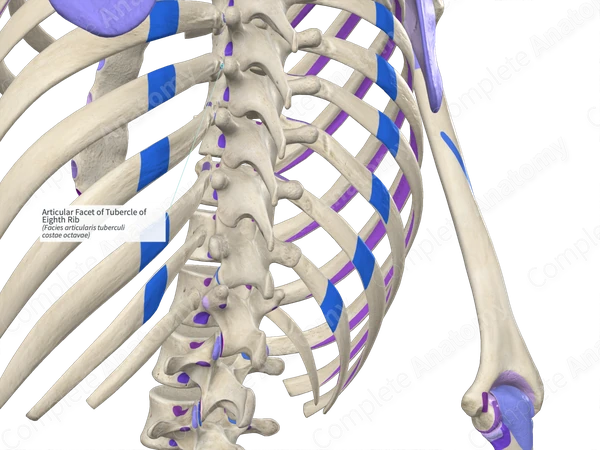 Articular Facet of Tubercle of Eighth Rib | Complete Anatomy