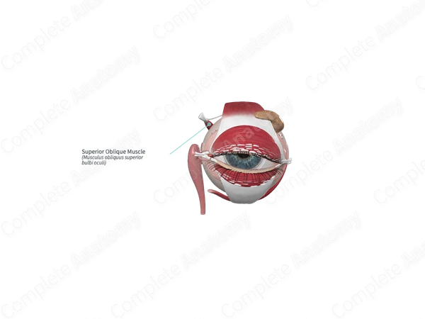 Superior Oblique Muscle | Complete Anatomy