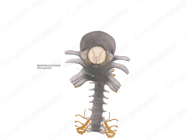 Spinal Dura (Cervical) | Complete Anatomy