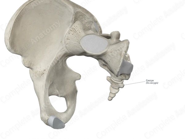 Anatomy Of Coccyx Sacrum Anatomy: Learn The Sacrum Bone (Images,