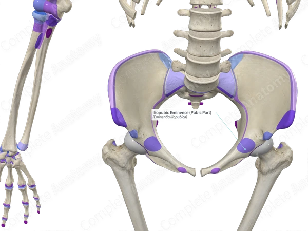 Iliopubic Eminence (Pubic Part) | Complete Anatomy