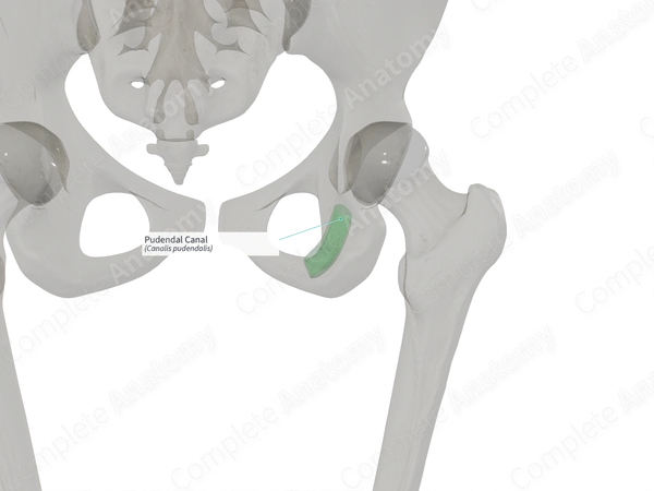 Pudendal Canal (Left) | Complete Anatomy