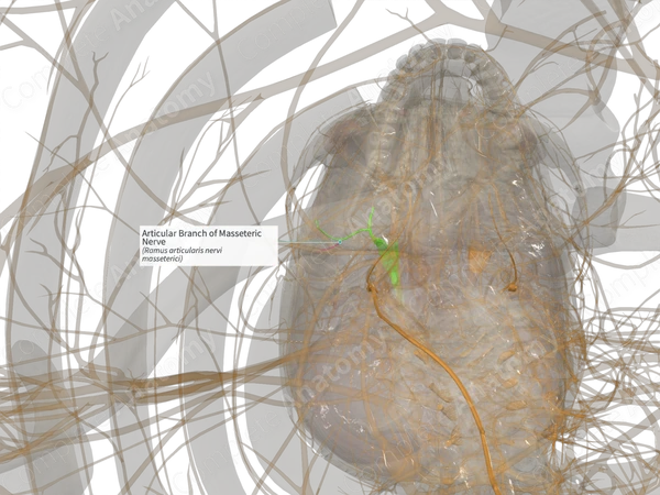 Articular Branch of Masseteric Nerve (Right) | Complete Anatomy