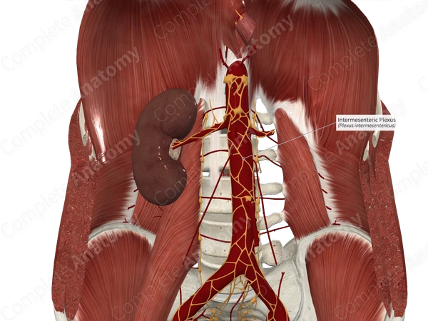 Intermesenteric Plexus | Complete Anatomy