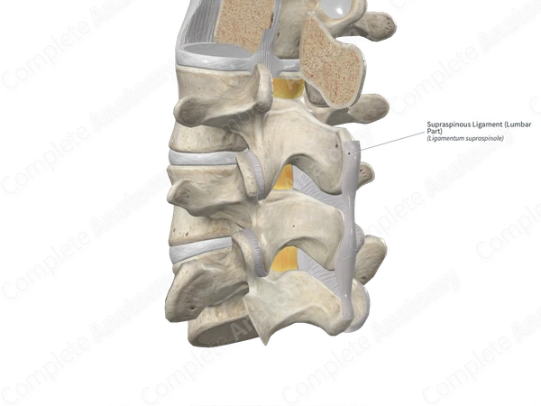 Supraspinous Ligament (Lumbar Part) | Complete Anatomy