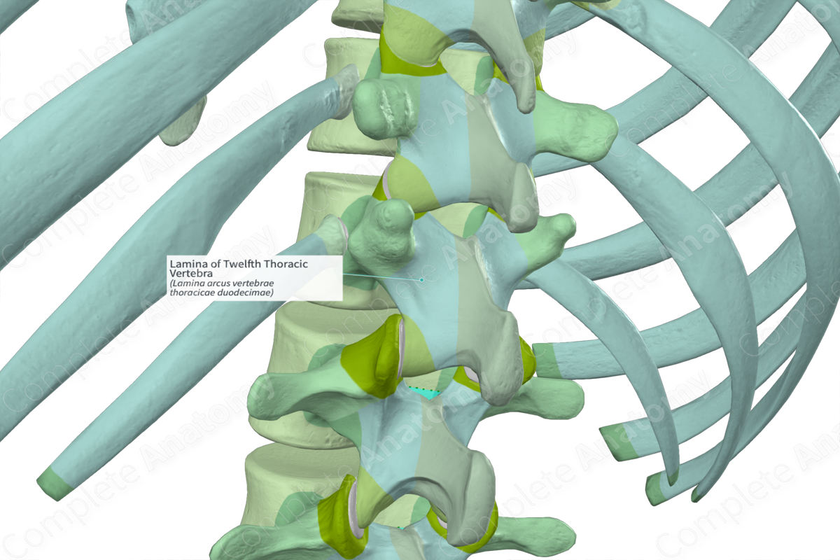 Lamina Of Twelfth Thoracic Vertebra Left Complete Anatomy