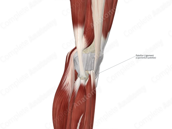 Patellar Tendon Anatomy