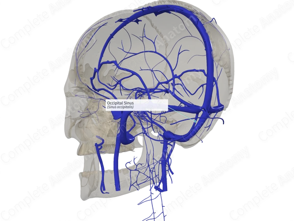 Occipital Sinus Cardiovascular: Neck/Head/Brain Veins #2 Diagram