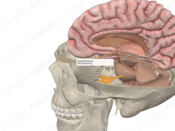 Hypothalamus | Complete Anatomy