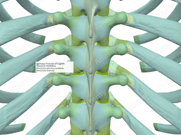 Spinous Process of Eighth Thoracic Vertebra | Complete Anatomy
